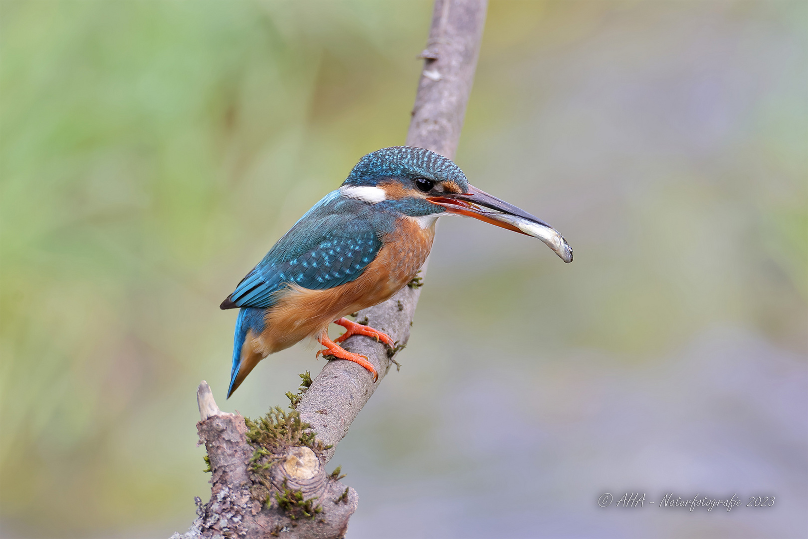 Heute sind die Fischlein schon etwas größer Foto & Bild | tiere ...