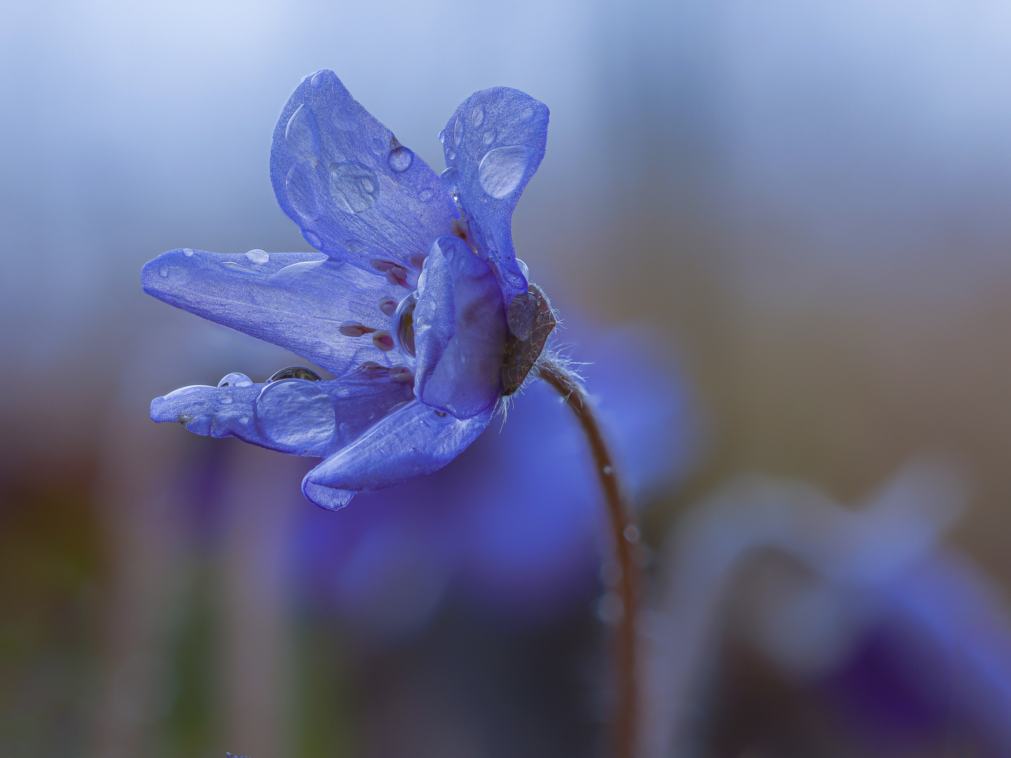 Heute war es regnerisch Foto & Bild | fotos, makro, natur Bilder auf ...