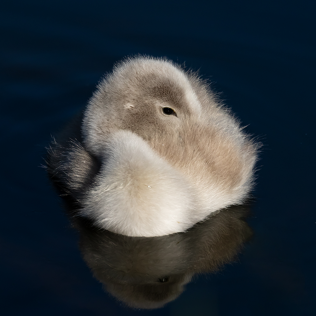 Heute will ich meine Ruhe haben Foto & Bild | world, wasser, natur ...