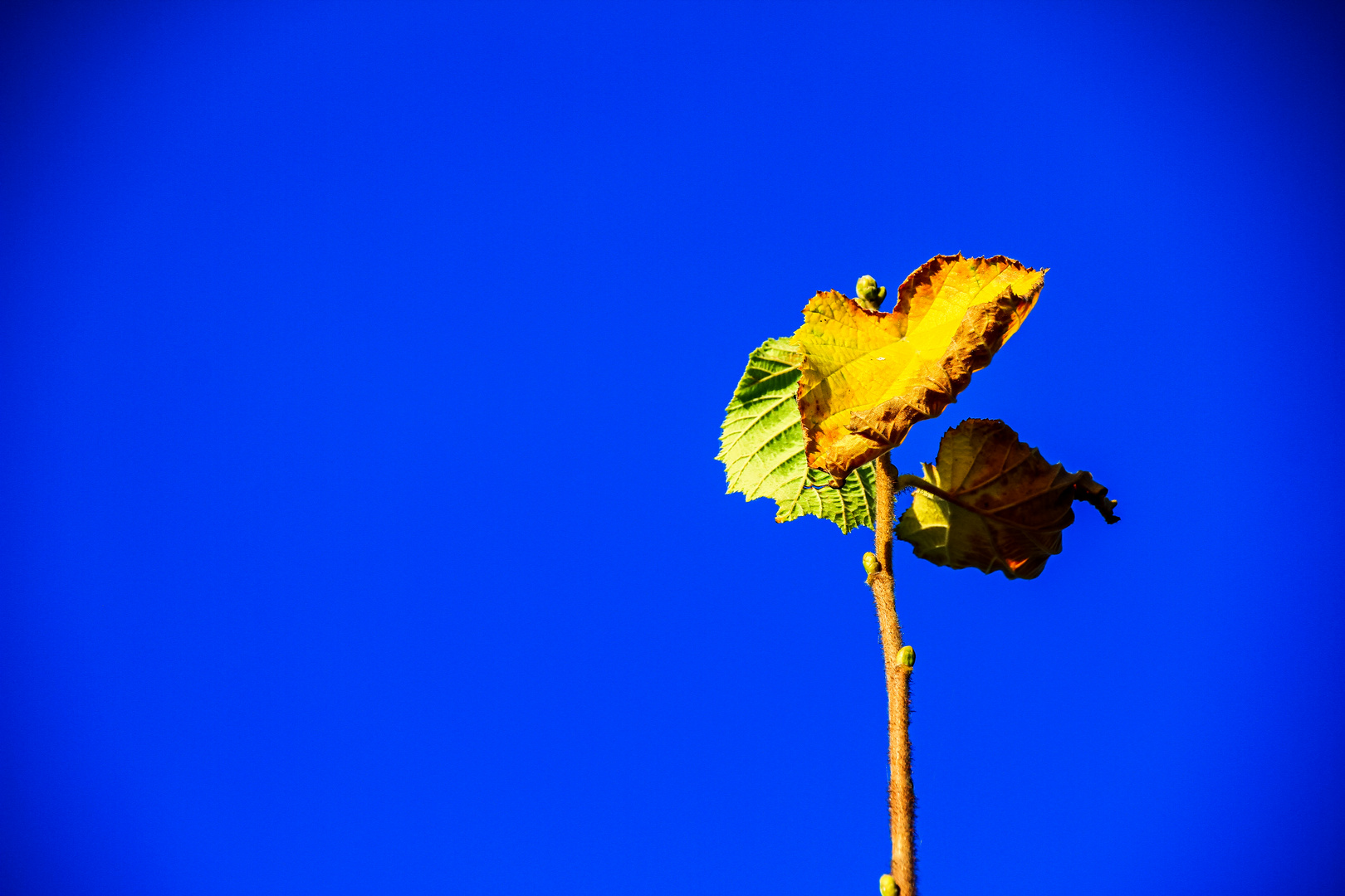 Heute zum Blue Monday.... Foto & Bild | projekte, montag - blue monday ...