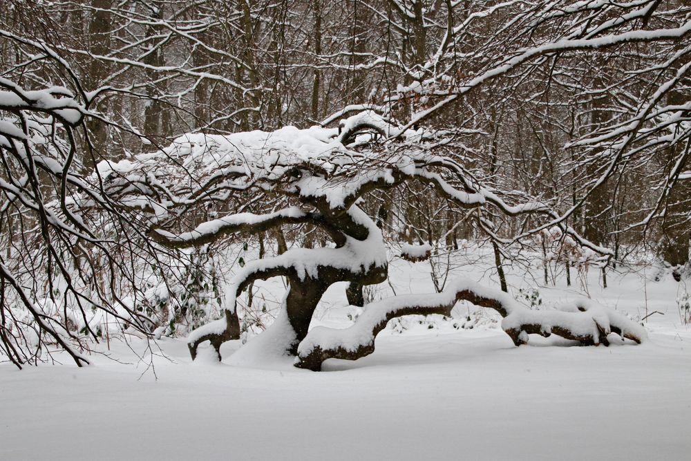Hexenwald im Waldpark Semper,2 Foto & Bild | wald, winter, natur Bilder ...