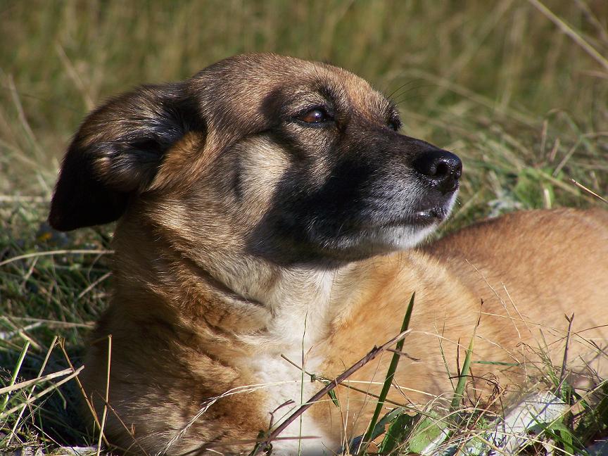 Hexi Foto & Bild | tiere, haustiere, hunde Bilder auf fotocommunity