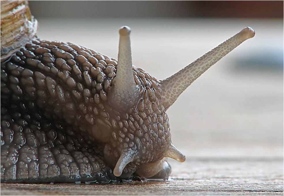 hey alter Schleimer Foto & Bild | tiere, wildlife, schnecken & muscheln ...