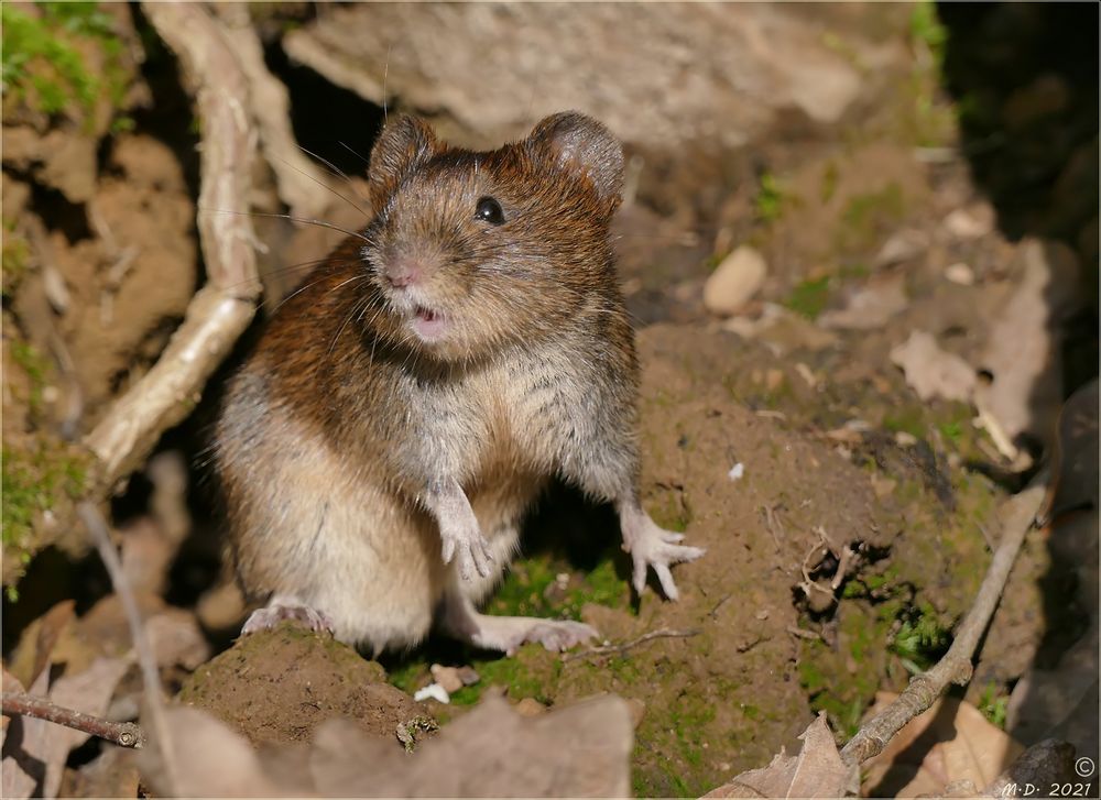 Hey,rief empört die Mausi ... Foto & Bild | tiere, wildlife, säugetiere ...