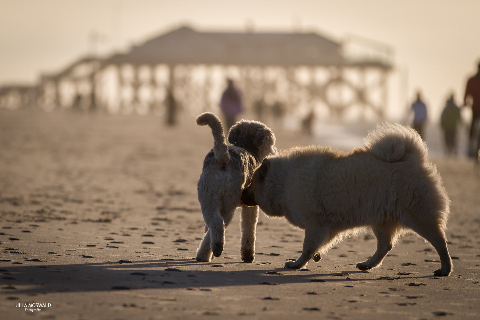 ...hhhmmmmm interessant... Foto & Bild | tiere, haustiere, hunde Bilder ...