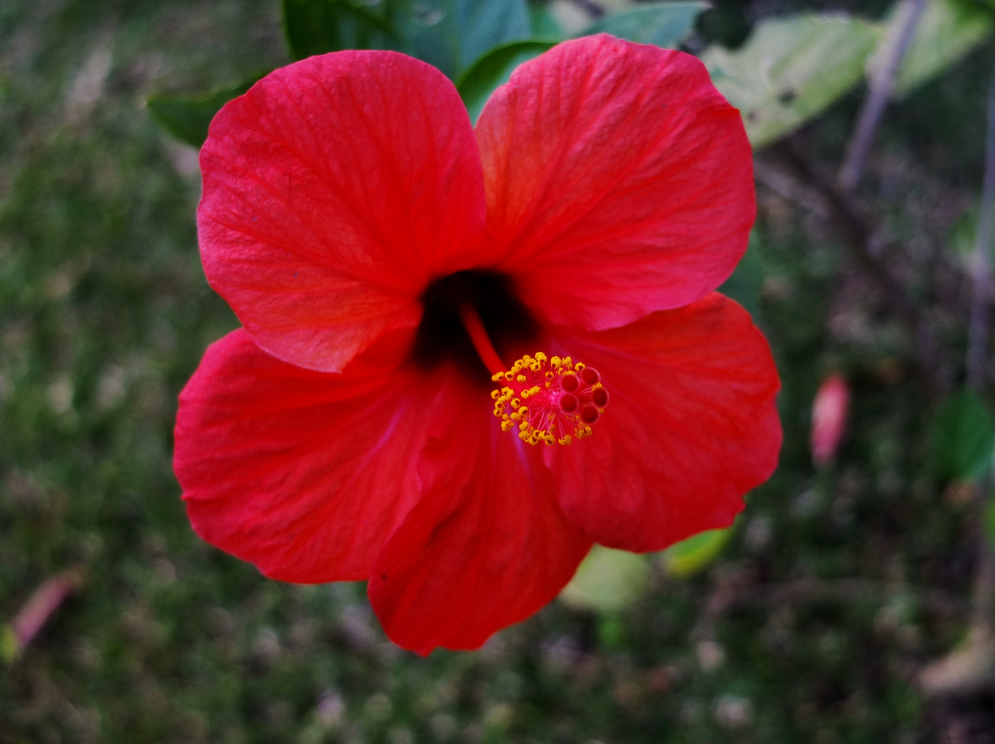 Hibiscus rouge photo et image | fleurs, niagara falls, nature Images ...