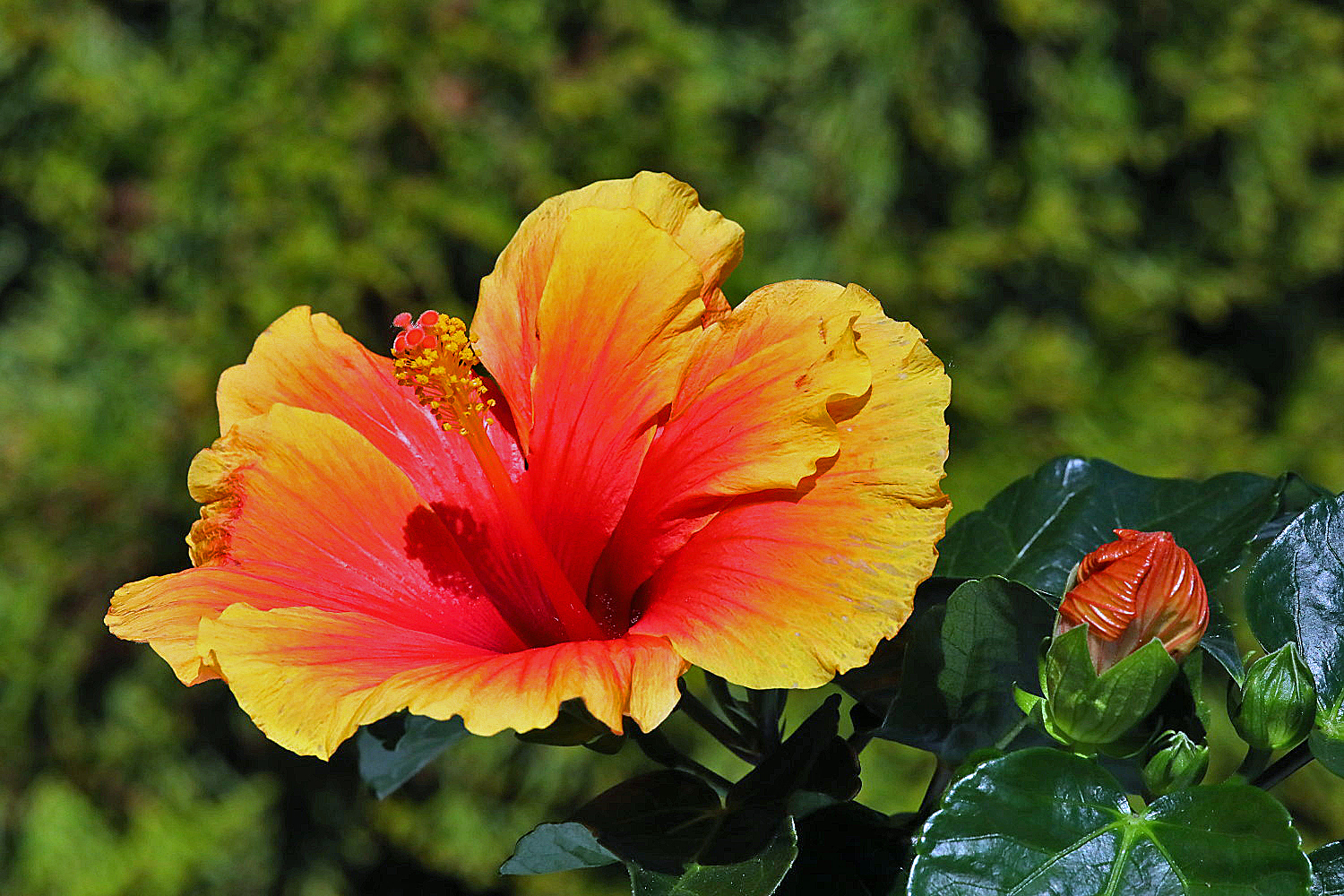 Hibiskus Foto & Bild | blumen, blüten, fotos, natur Bilder auf ...