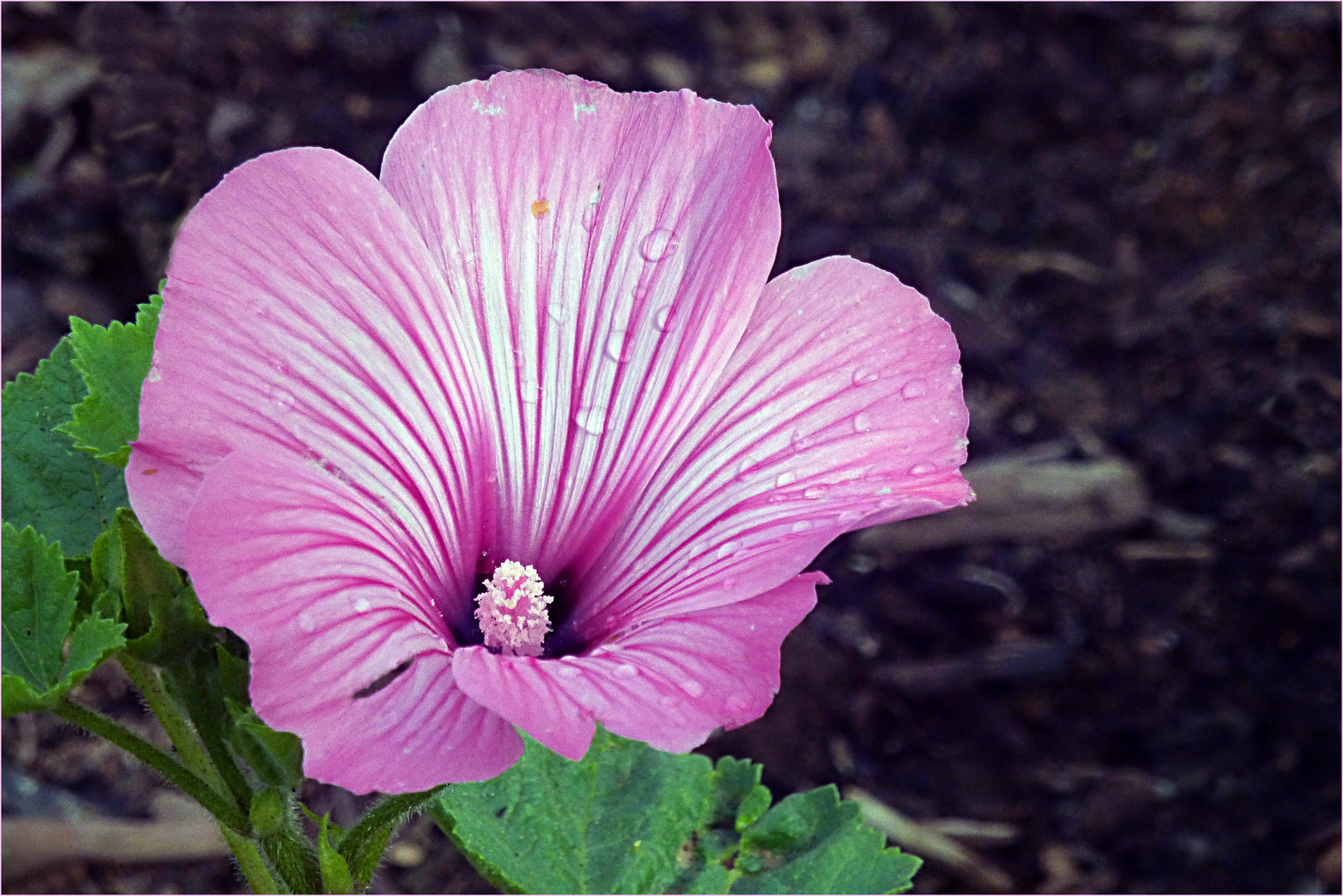 Hibiskus Foto & Bild | natur Bilder auf fotocommunity