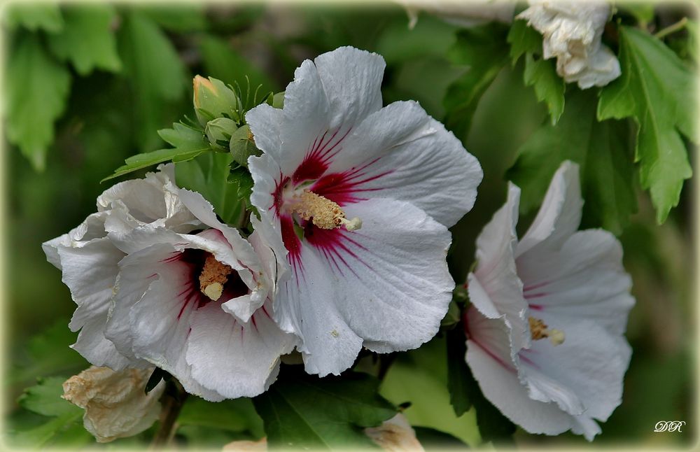 Hibiskus Foto & Bild | fotos, natur, landschaft Bilder auf fotocommunity