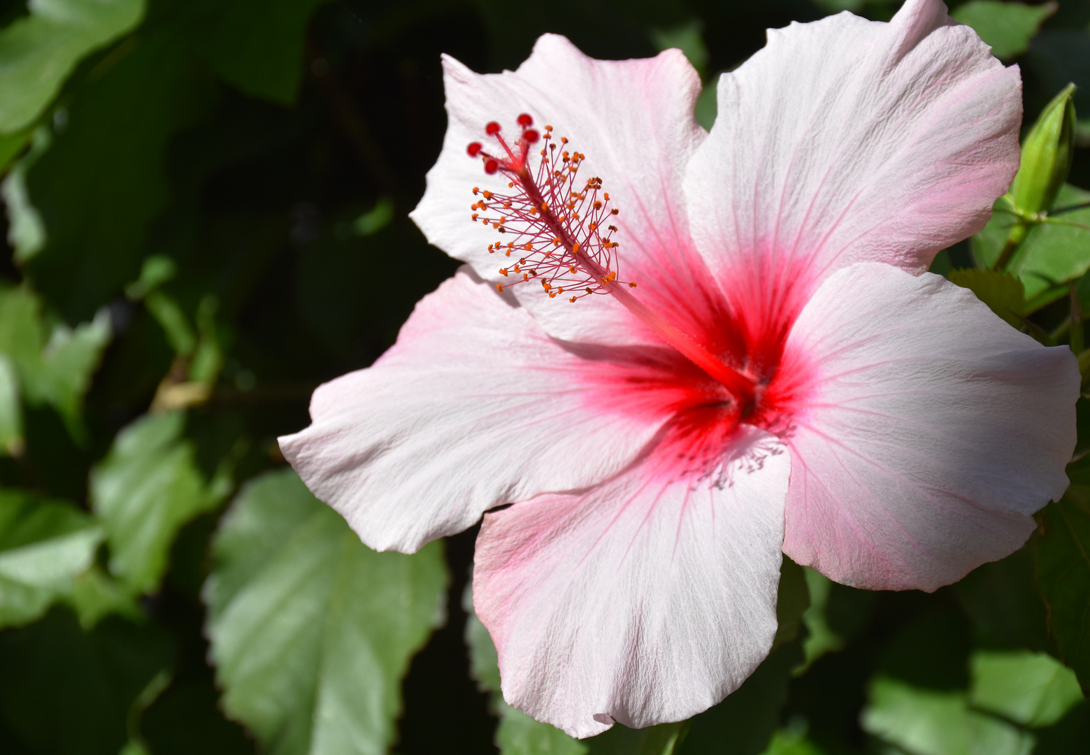 Hibiskus Foto & Bild | europe, canary islands die kanaren, spain Bilder ...