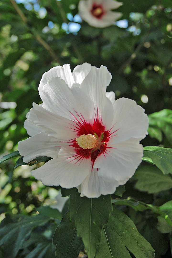 Hibiskus Foto & Bild | pflanzen, pilze & flechten, blüten ...