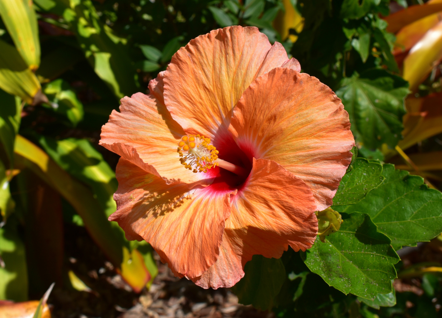 Hibiskus* Foto & Bild | australia, flowers, world Bilder auf fotocommunity