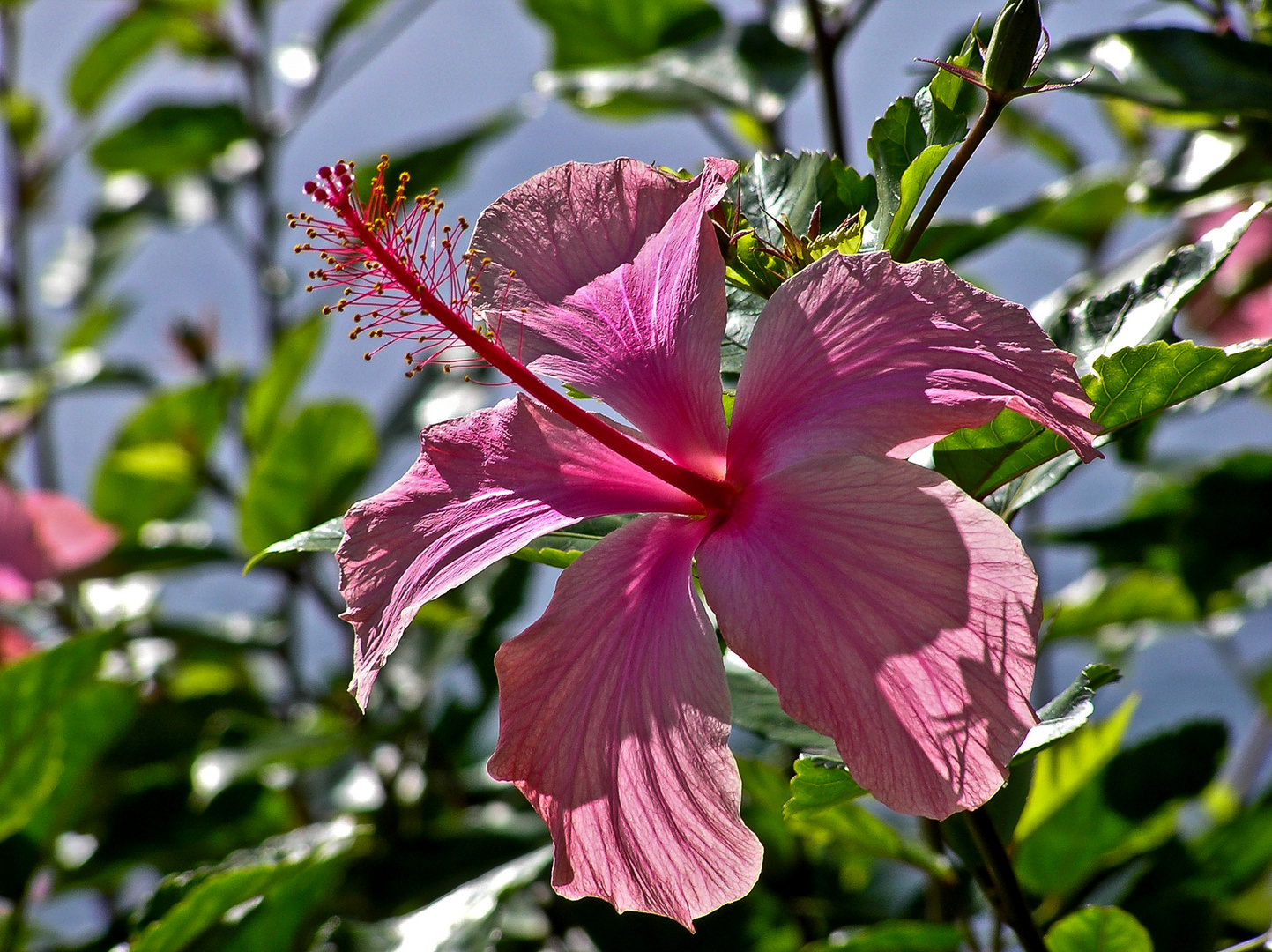 Hibiskus Foto & Bild | natur, hibiskus, blüte Bilder auf fotocommunity