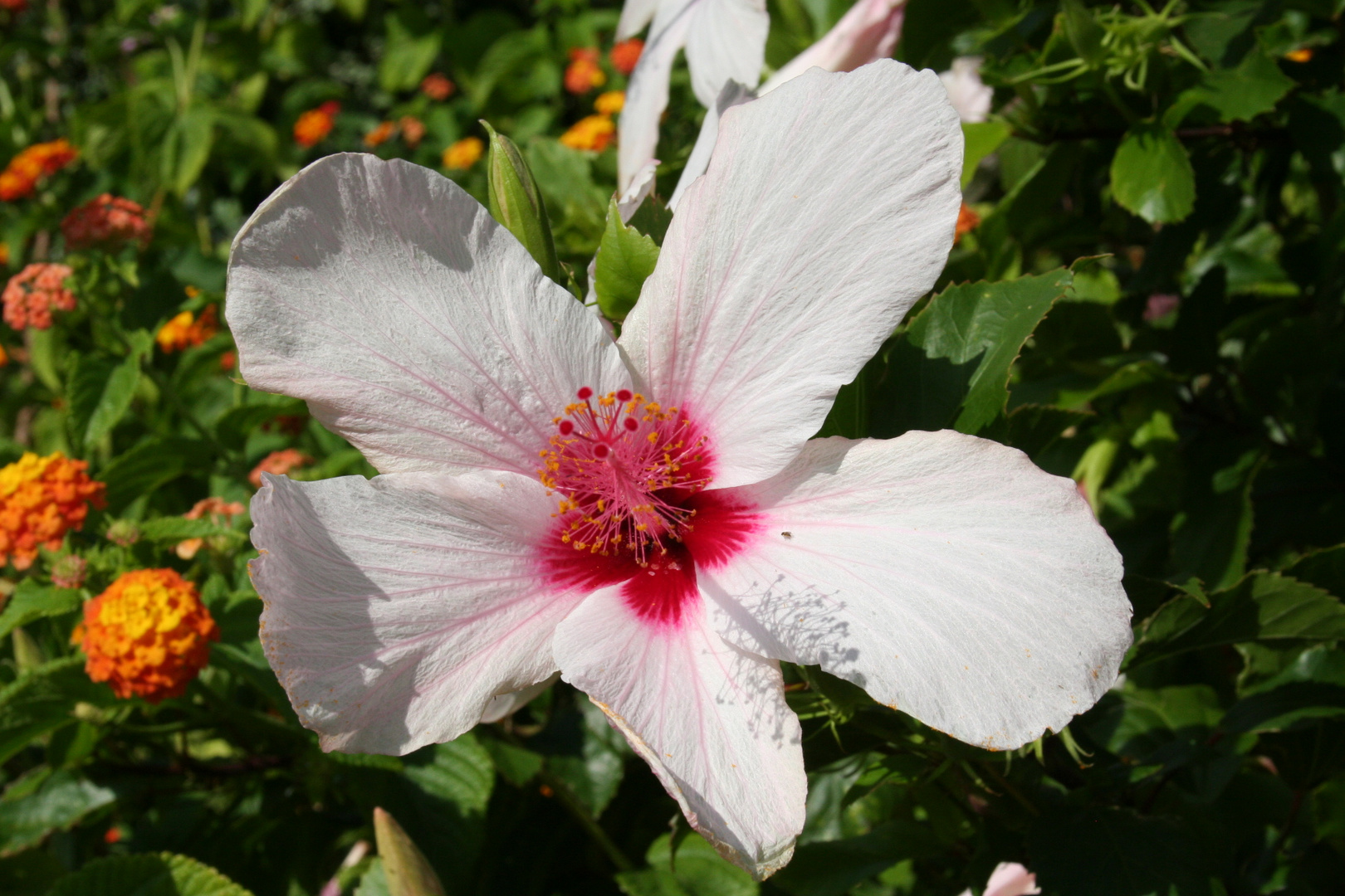 Hibiskus Foto & Bild | natur Bilder auf fotocommunity