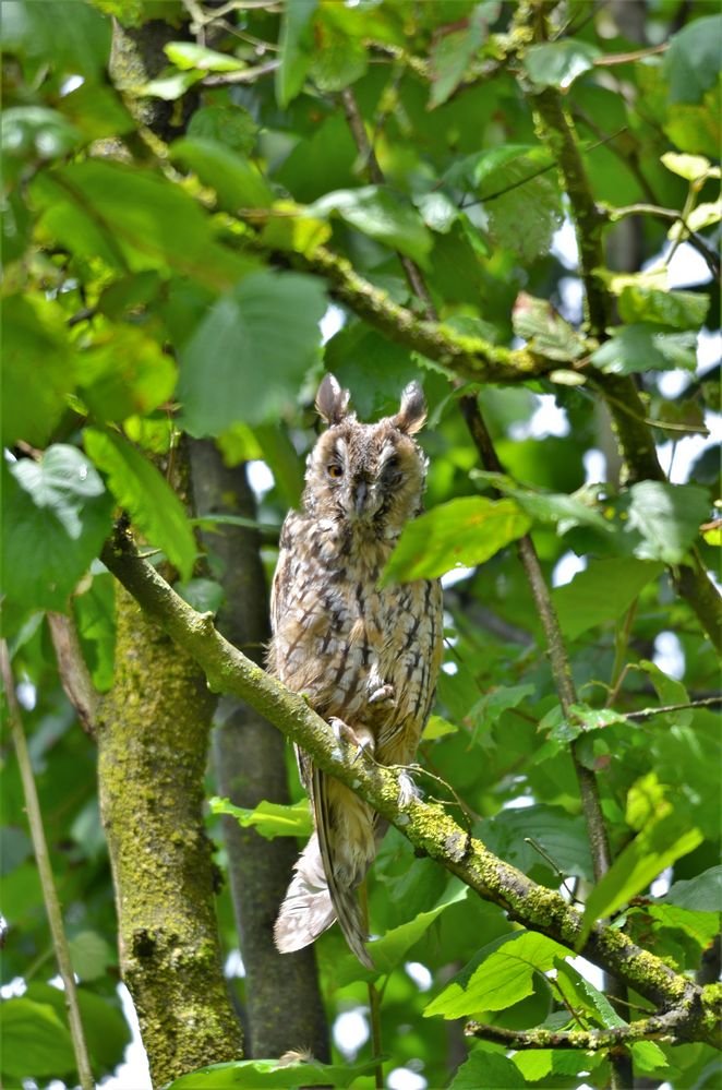 hibou photo et image | nature Images fotocommunity
