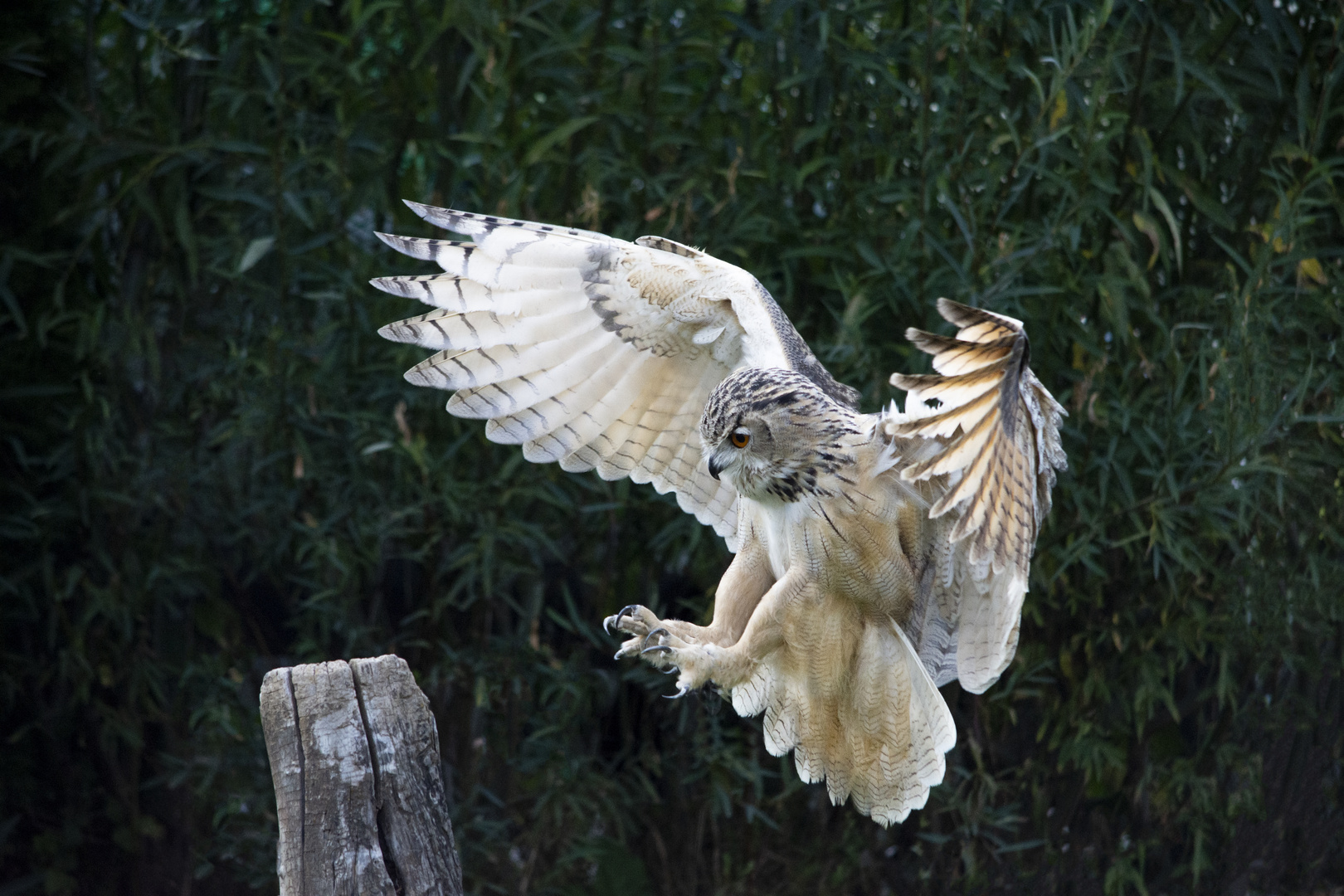 Hibou grand-duc photo et image | animaux, animaux sauvages, oiseaux ...