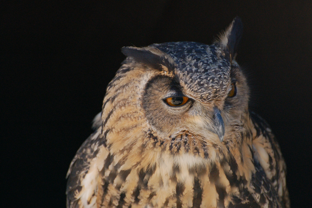 Hibou hou hou hou !!! photo et image | animaux, animaux sauvages ...
