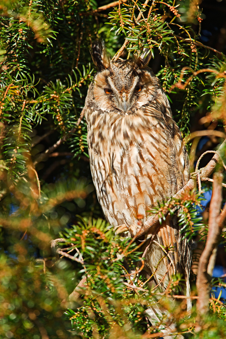 Hibou moyen-duc photo et image | animaux, animaux sauvages, oiseaux ...