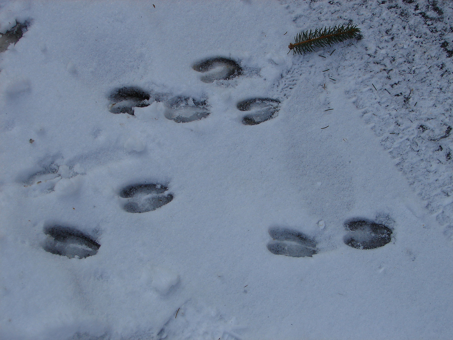 Hier die Fährte vom Rotwild Foto & Bild | winter, natur, landschaft ...