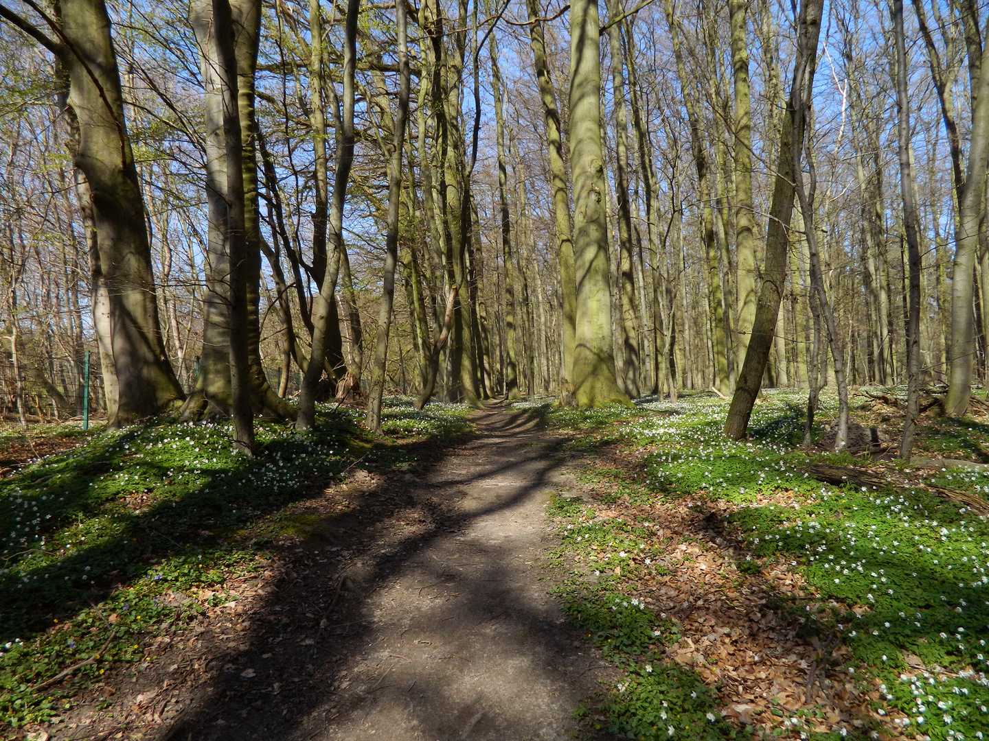 Hier entlang Foto & Bild | deutschland, europe, mecklenburg- vorpommern ...