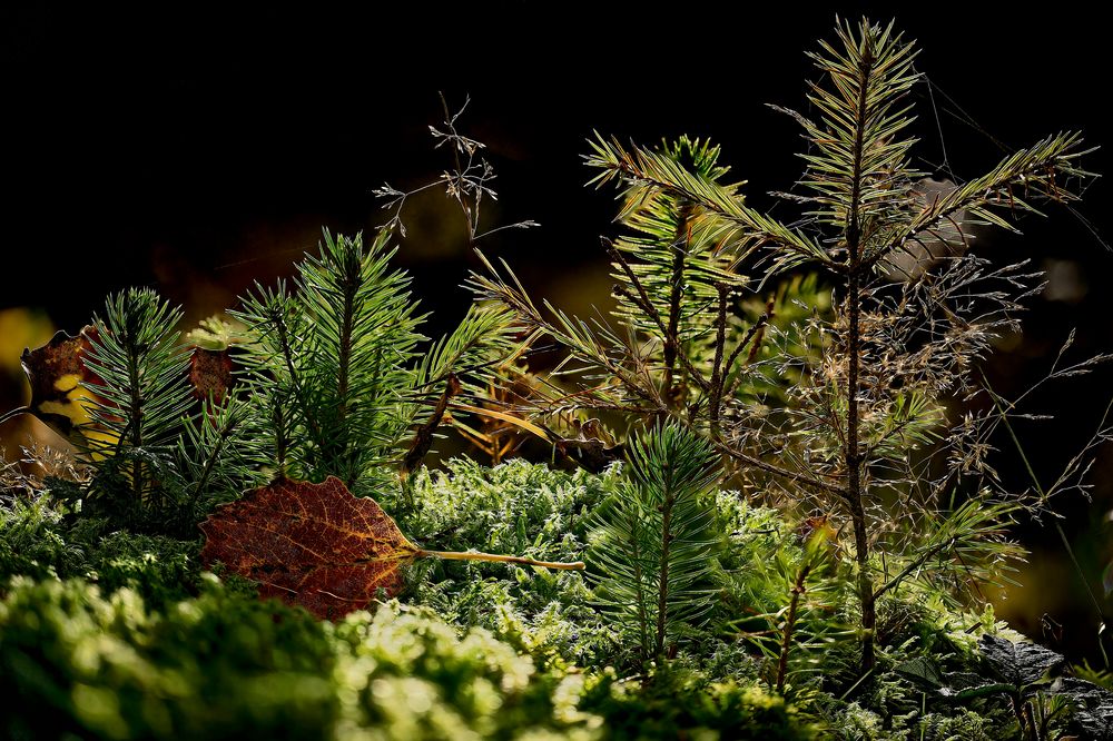 Hier entsteht... Foto & Bild | fotos, bäume, natur Bilder auf fotocommunity