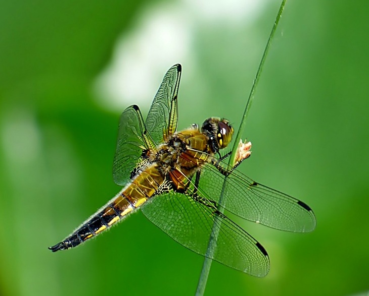 Hier genießt eine Libelle . . . Foto & Bild | tiere, wildlife, natur ...