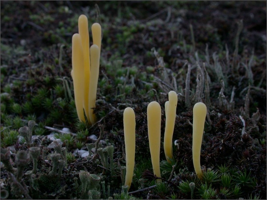 Hier gibt's die Keule.. Foto & Bild | pflanzen, pilze & flechten, pilze ...