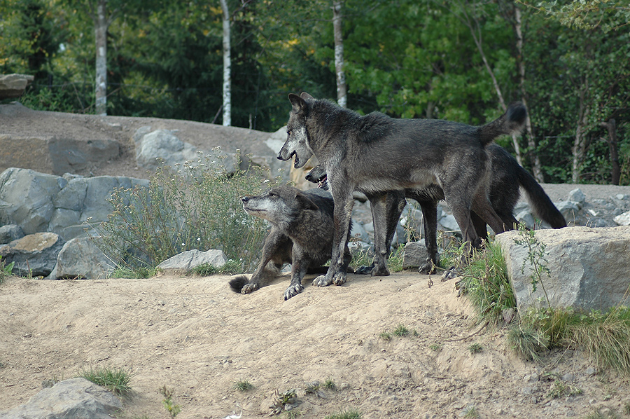 Hier gibts Mecker... Foto & Bild | tiere, zoo, wildpark & falknerei ...
