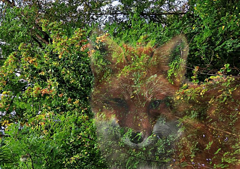 "Hier habe ich den Durchblick"-Thementag Foto & Bild | projekte, natur-kreativ, bearbeitungs ...