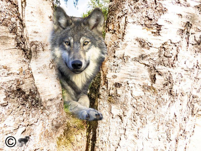 Hier habe ich nun den Durchblick-Thementag Foto & Bild | projekte, natur-kreativ, bearbeitungs ...