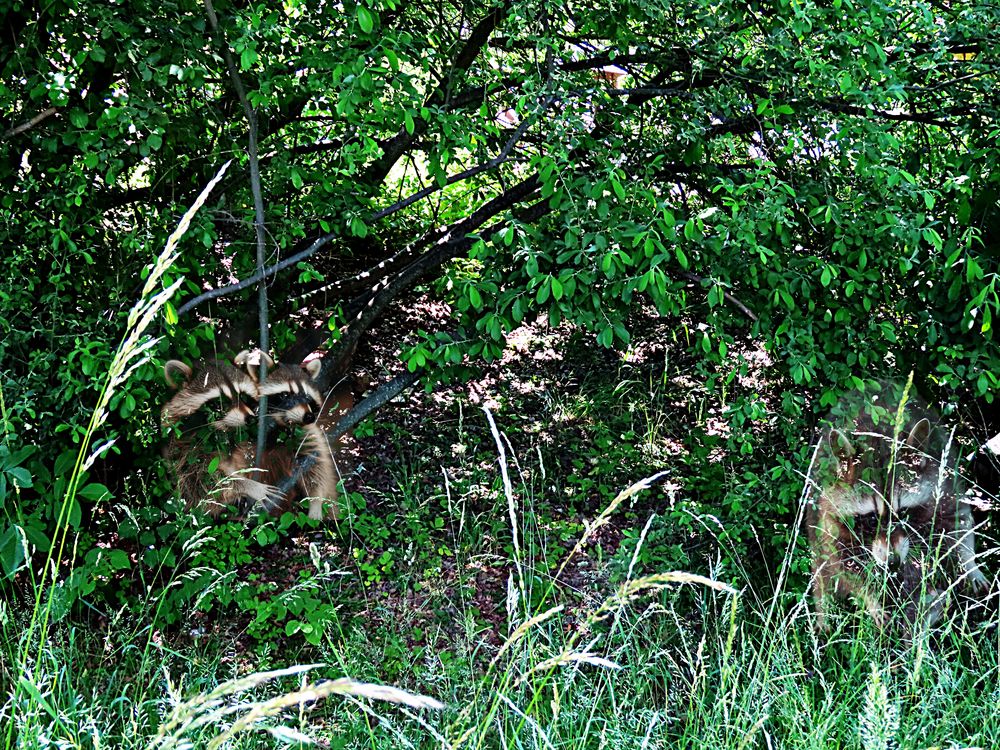 "Hier haben wir den Durchblick, (Durchblicktag am Donnerstag) Foto & Bild | fotomontage, fantasy ...