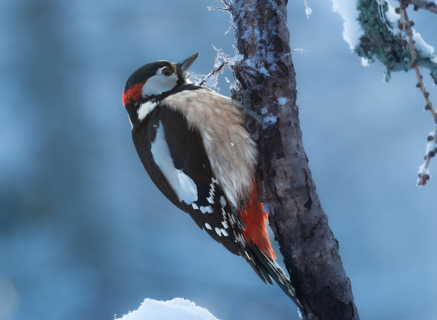 Hier klopft der Specht Foto & Bild | tiere, wildlife, wild lebende ...