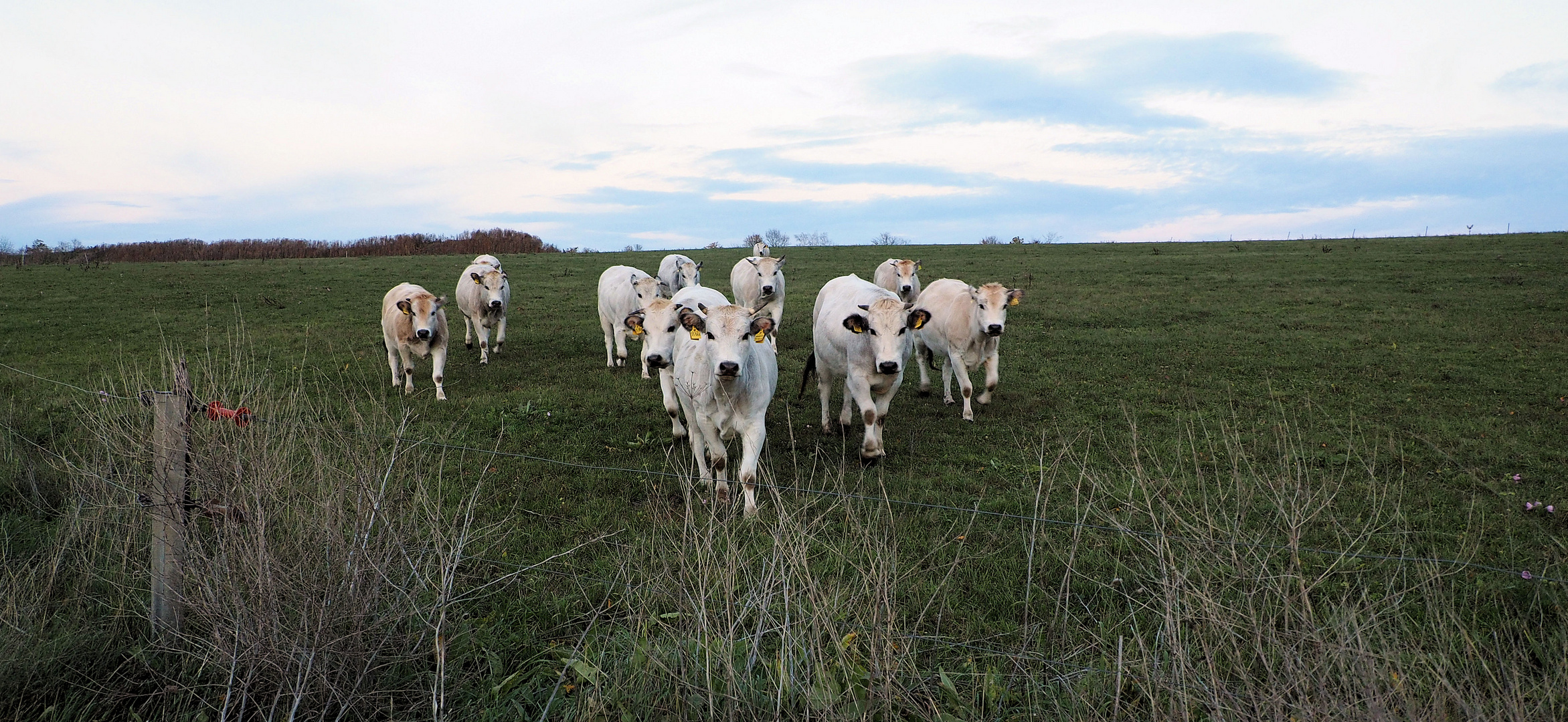 Hier kommen die Rinder Foto & Bild | fotos, natur, tiere Bilder auf ...