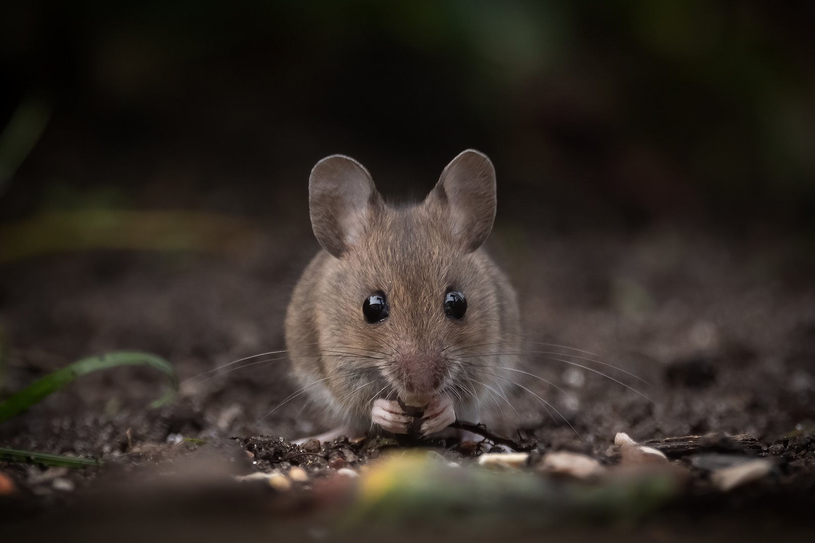 Hier kommt die Maus Foto & Bild | tiere, wildlife, säugetiere Bilder ...