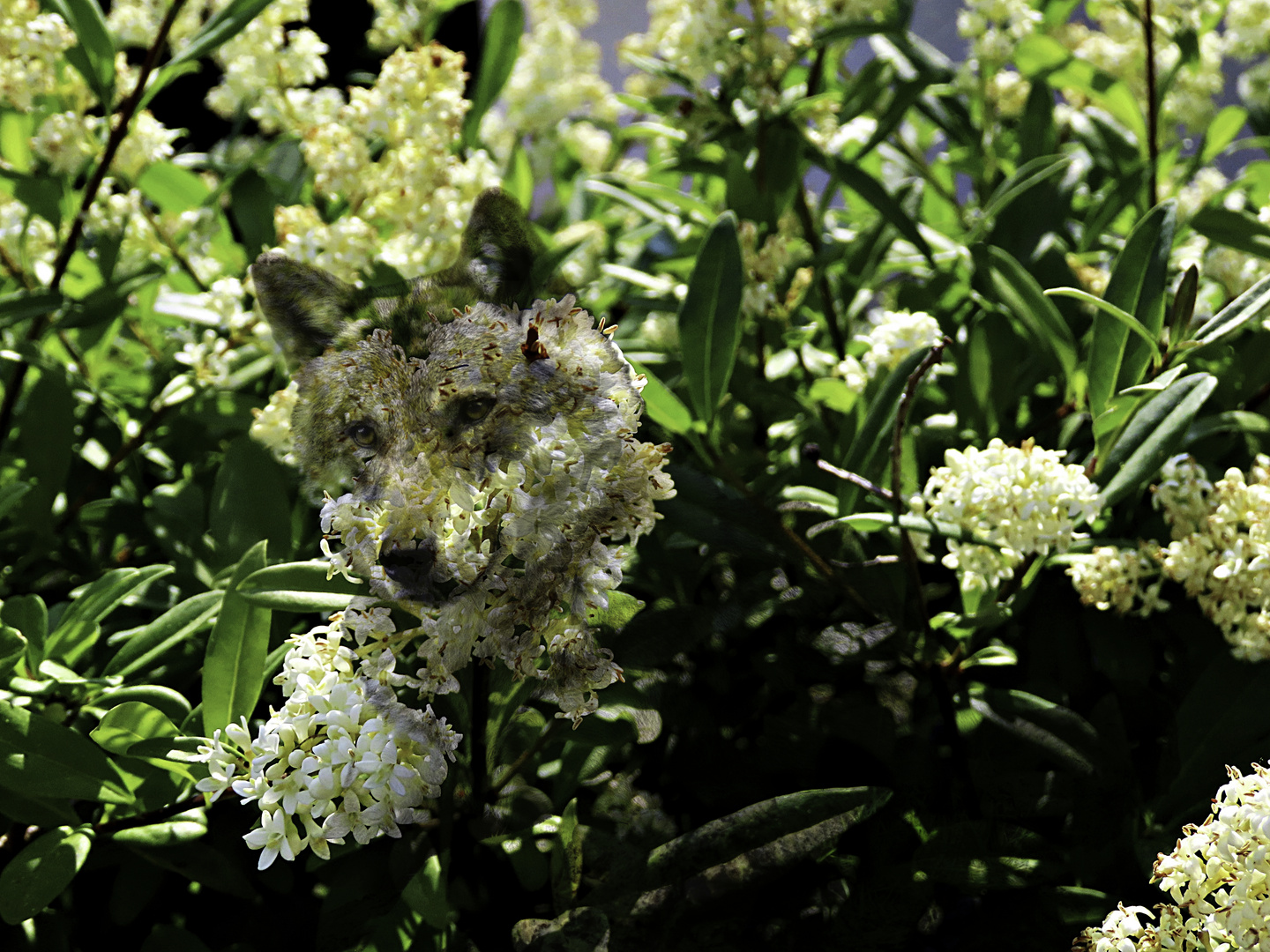 Hier schaut der Wolf mal durch den Flieder-Thementag Foto & Bild | projekte, 4 - donnerstag mit ...