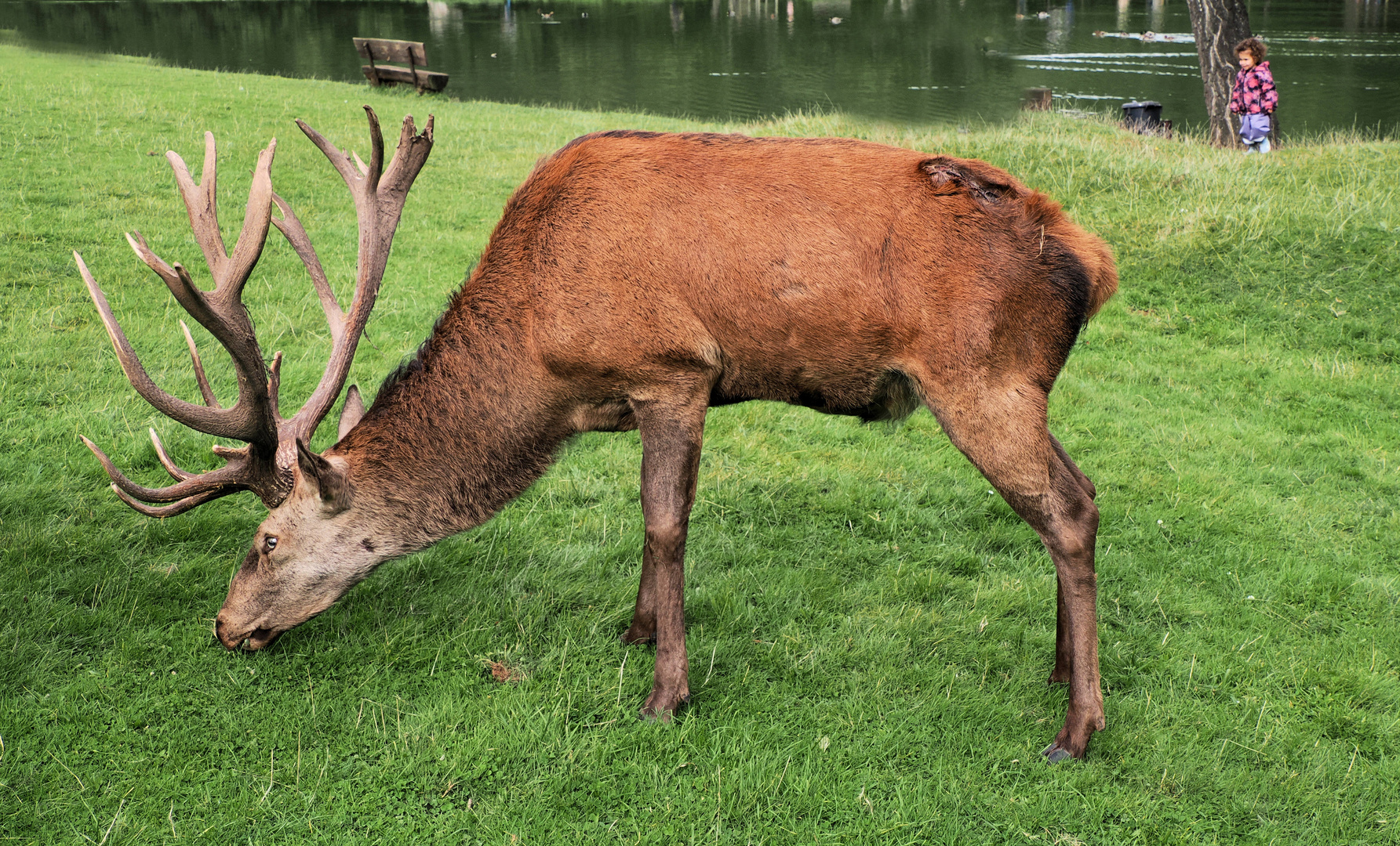 Hier sieht man die Wunde durch den Kampf … Foto & Bild | fotos, natur ...