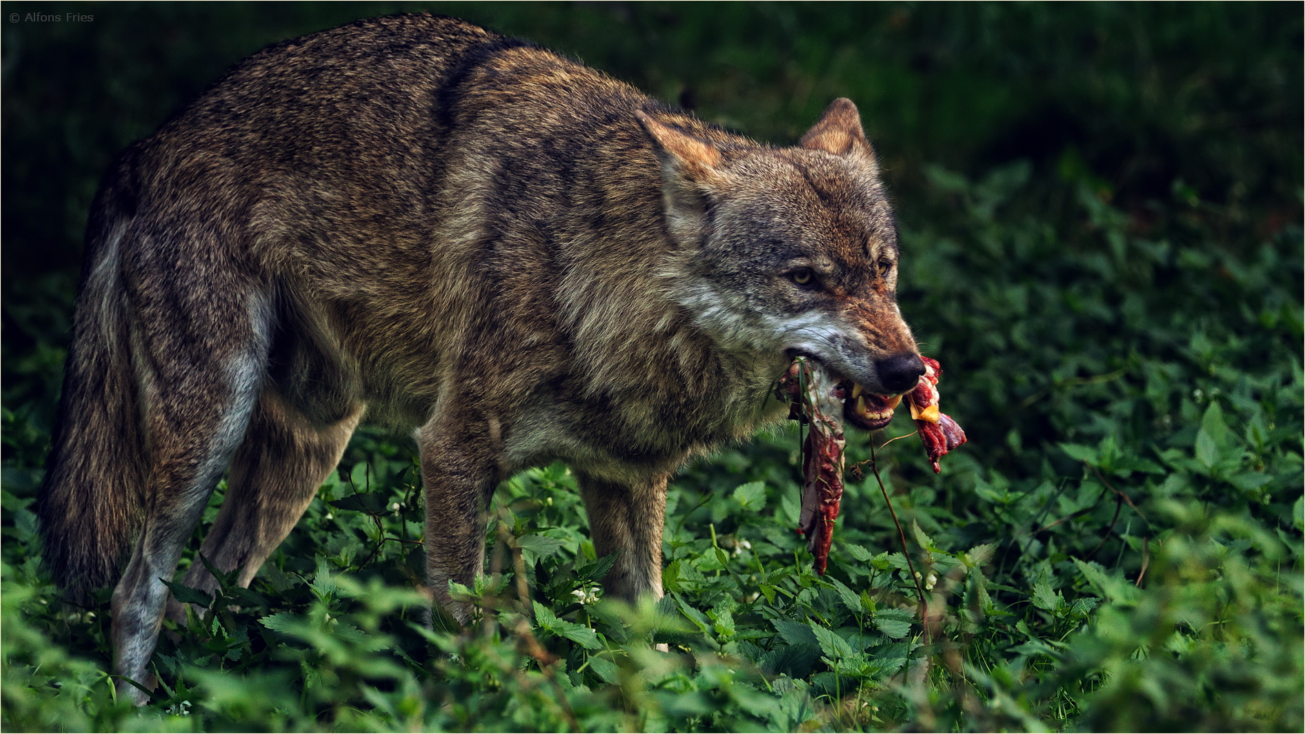 Hier verzehrt Isegrim gerade die Reste von Rotkäppchens Oma Foto & Bild ...