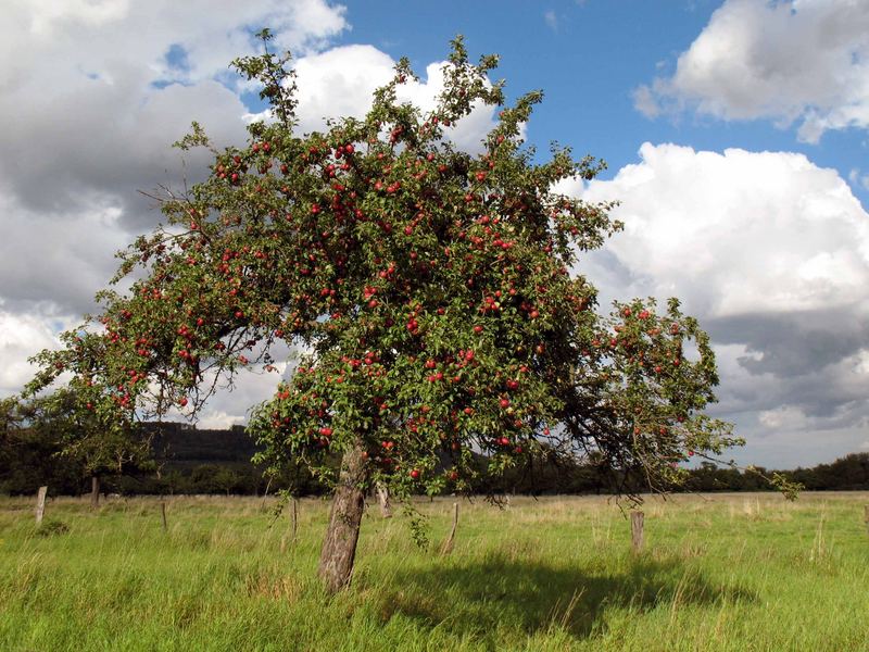 Hier wächst der Viez Foto & Bild | deutschland, europe, saarland Bilder ...