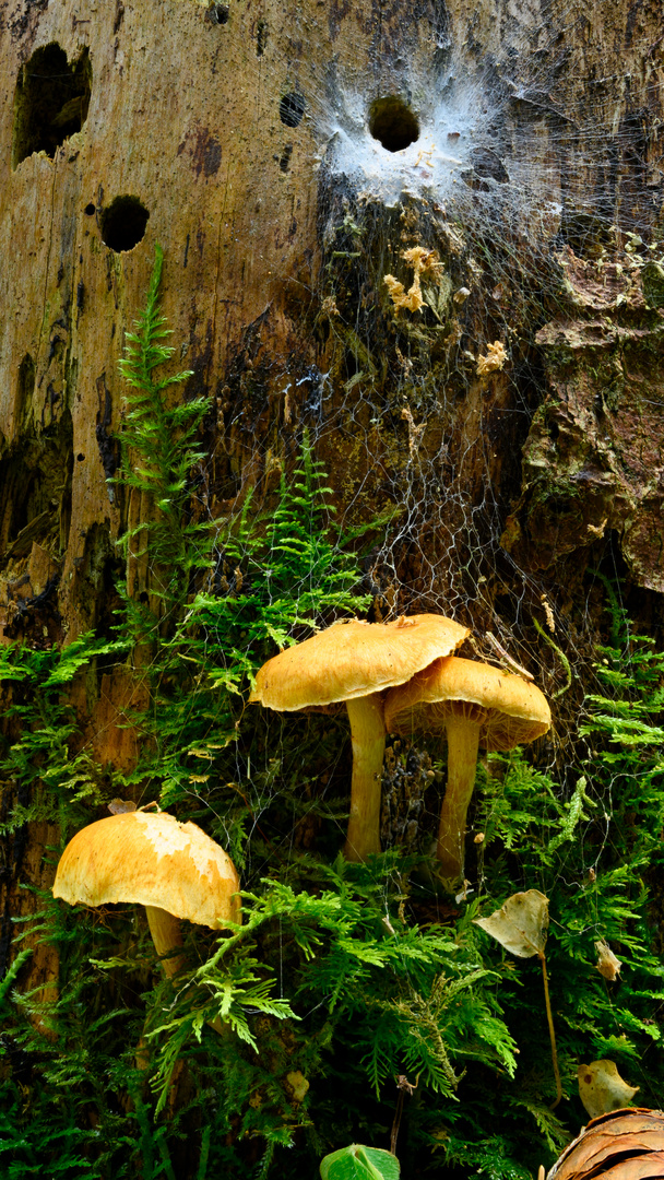 Hier wohne ich... Foto & Bild | landschaft, natur-makros, jahreszeiten ...