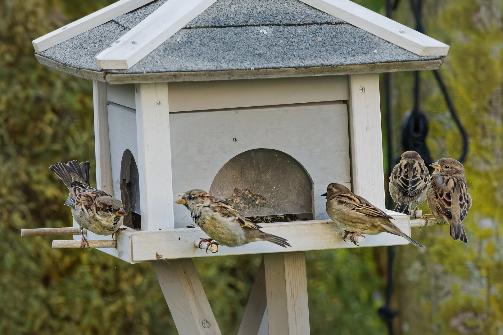 Hierher! Hier gibt´s das beste Futter! Foto & Bild | tiere, wildlife ...