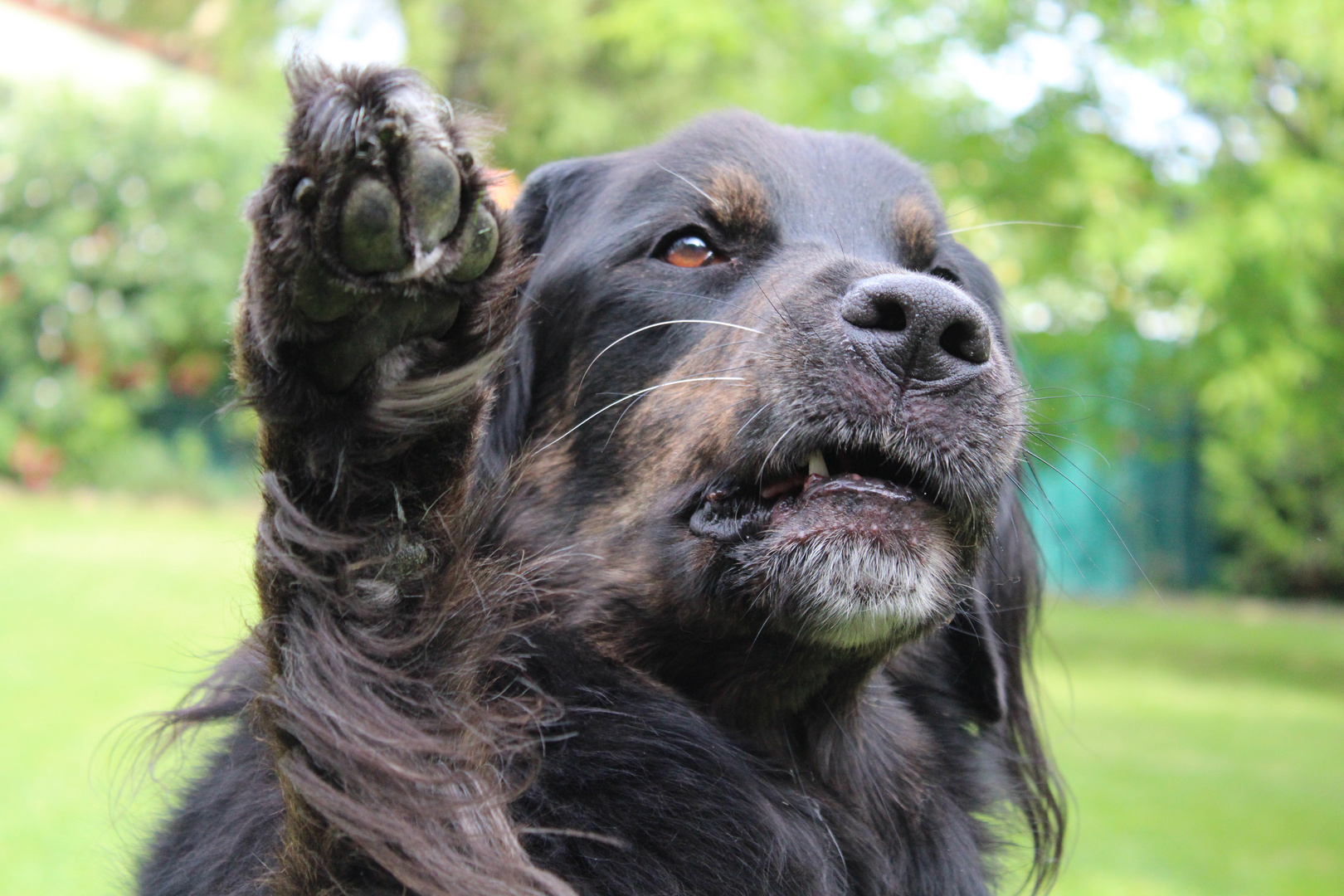 High five Foto & Bild | tiere, haustiere, hunde Bilder auf fotocommunity