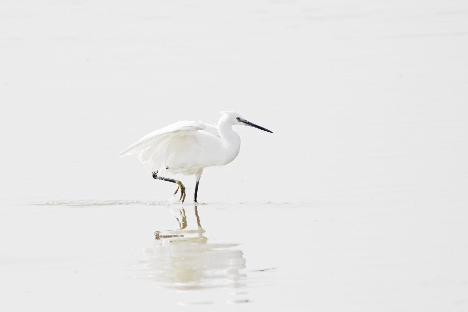 high key Foto & Bild | natur, vögel Bilder auf fotocommunity
