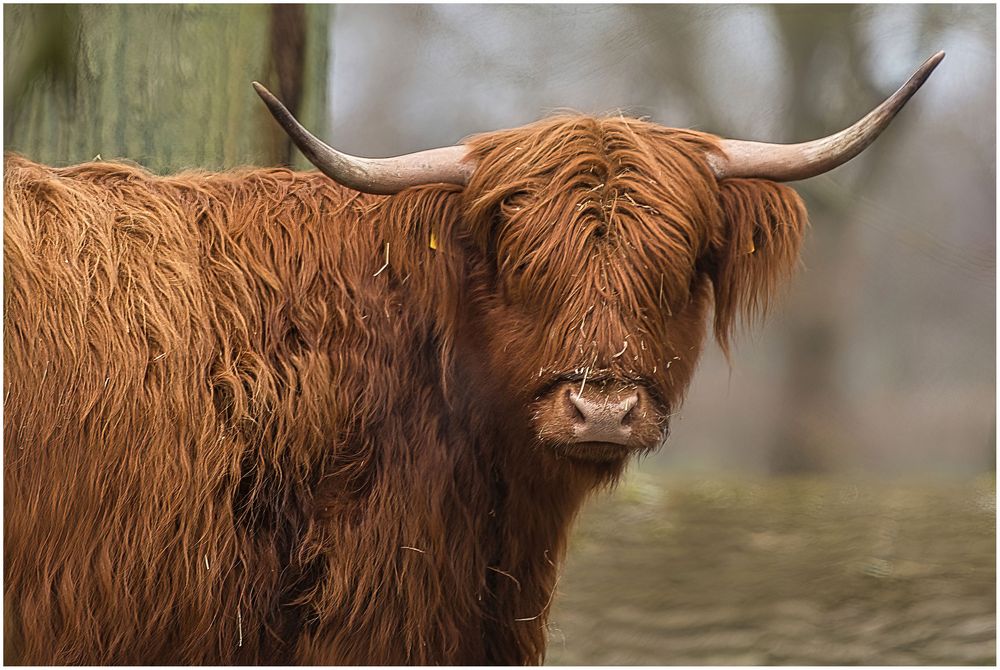 Highland Foto & Bild | natur, tiere, rind Bilder auf fotocommunity