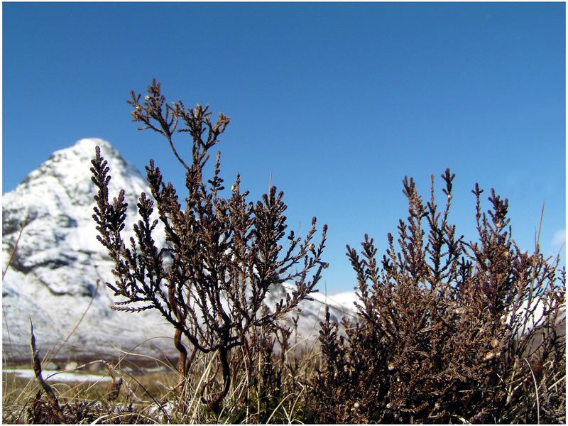 Highland Heather Foto & Bild | europe, united kingdom & ireland ...