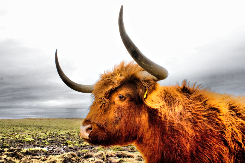 Highland Rind Foto & Bild | europe, united kingdom & ireland, scotland ...