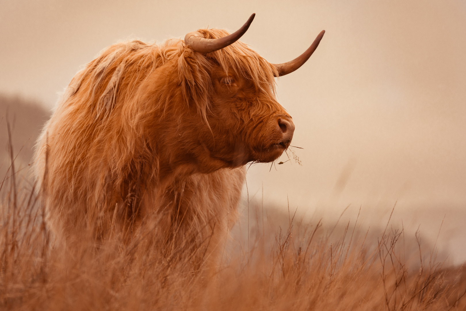 Highland Rind Foto & Bild | canon, world, schottland Bilder auf ...