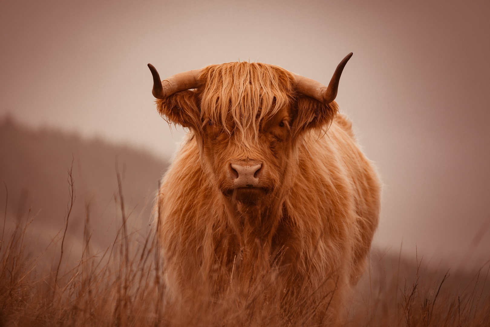 Highland Rind Foto & Bild | canon, world, schottland Bilder auf ...