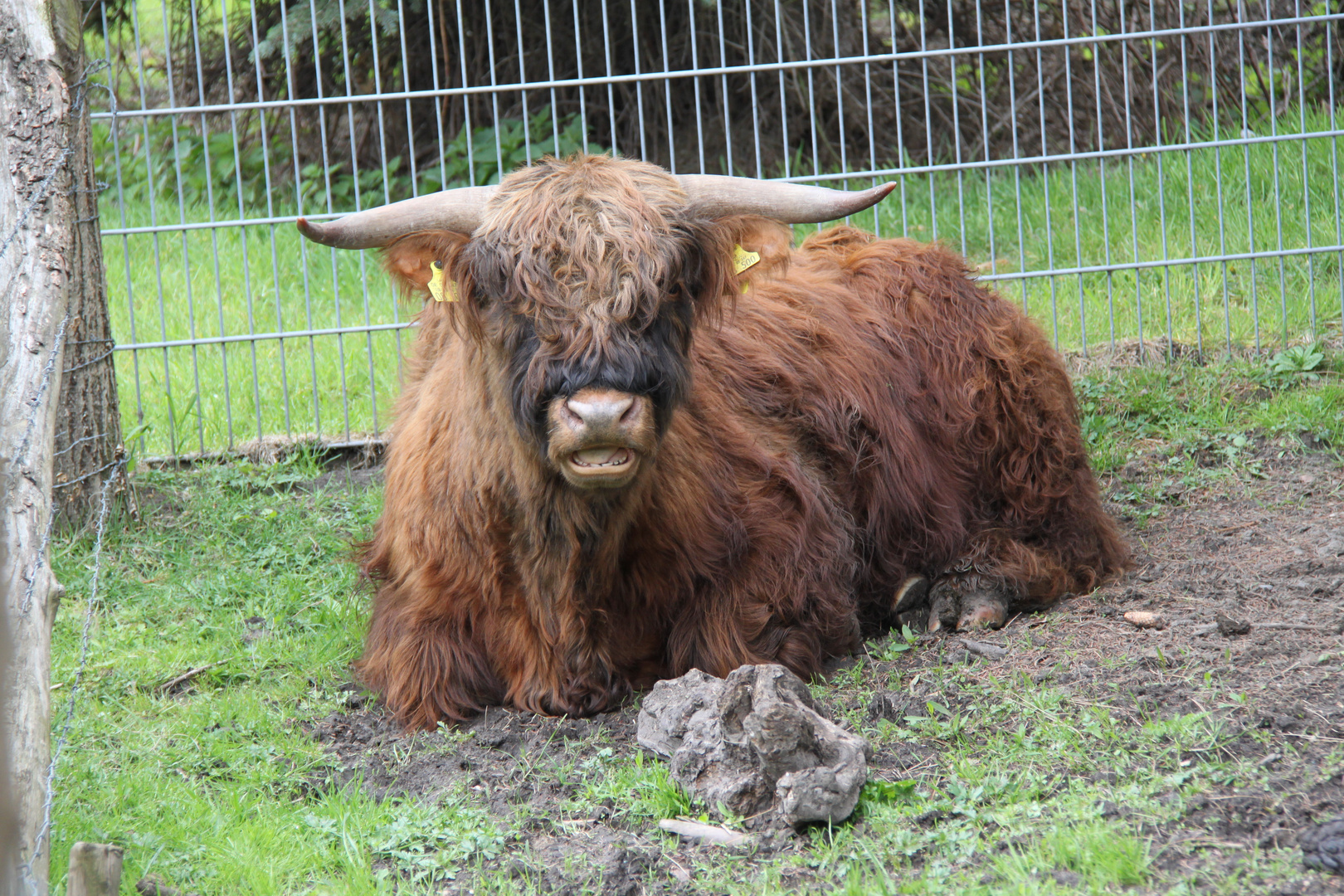 Highland Rinder Foto & Bild | tiere, haustiere, sonstige Bilder auf ...