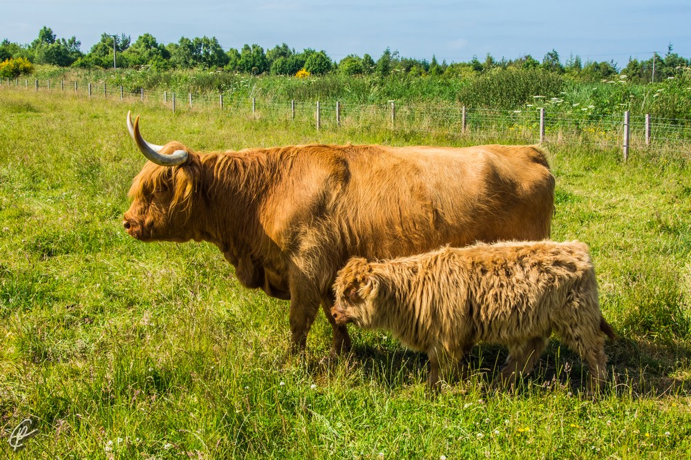 Highland Rinder Foto & Bild | europe, united kingdom & ireland ...