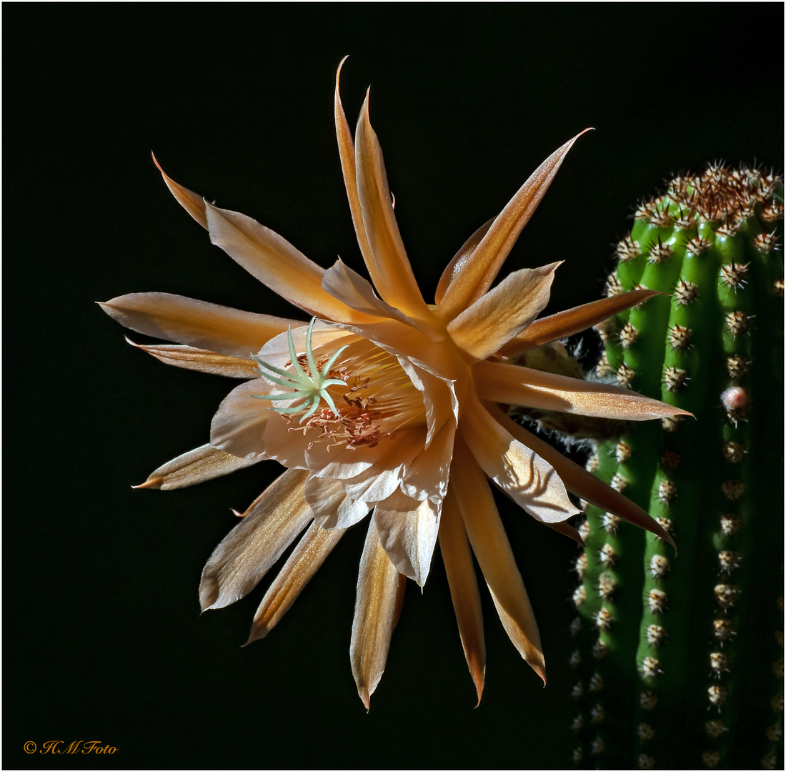 Hildewintera Foto & Bild | pflanzen, pilze & flechten, kakteen ...